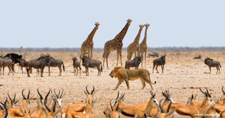 Klasifikasi 35 Filum dalam Kingdom Animalia (Hewan) - Generasi Biologi