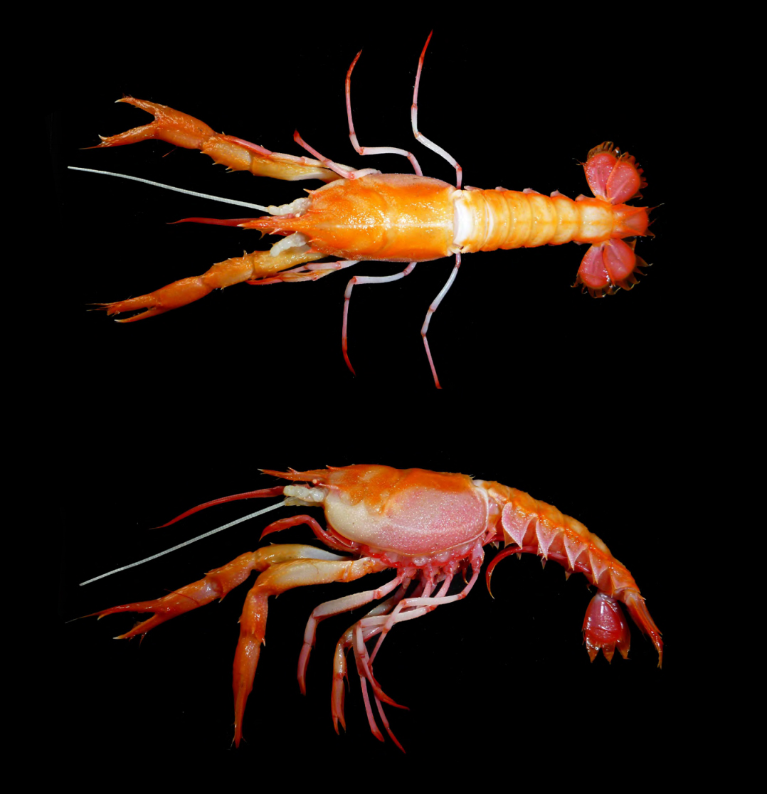 Spesies Baru Lobster Unik Ditemukan di Kedalaman Laut Selatan Jawa ...