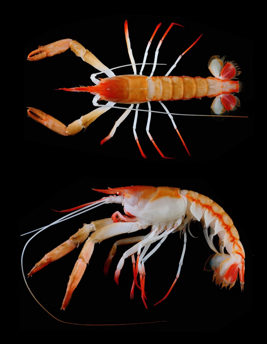 Spesies Baru Lobster Unik Ditemukan di Kedalaman Laut Selatan Jawa ...