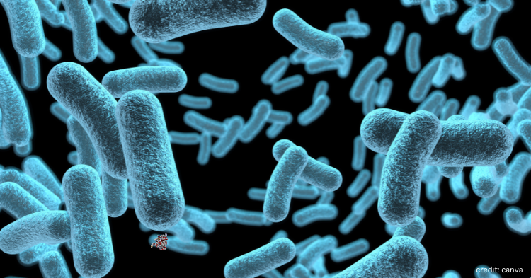 “Gold Standard” Identifikasi Bakteri berdasarkan Gen 16S rRNA ...